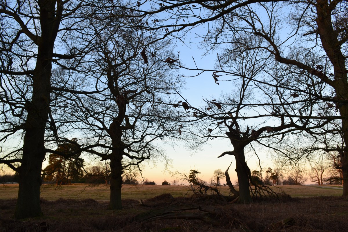 Knole Park tips – Kent walks near London