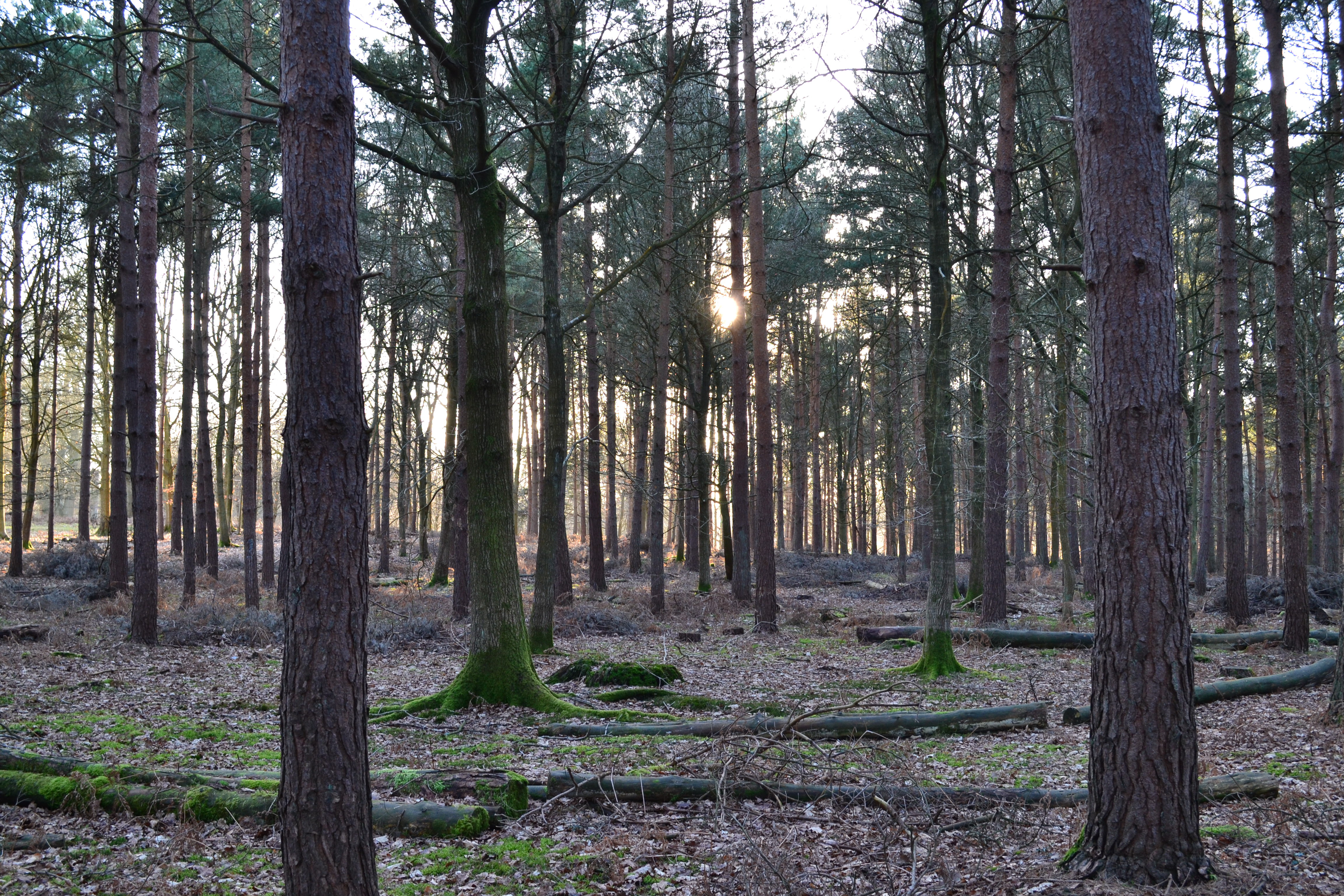 Knole Park’s wild side (3.5 mile walk) – Kent walks near London