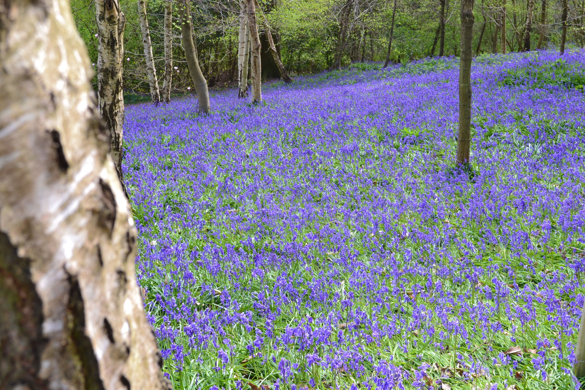 Bluebells in north-west Kent: where’s best? – Kent walks near London