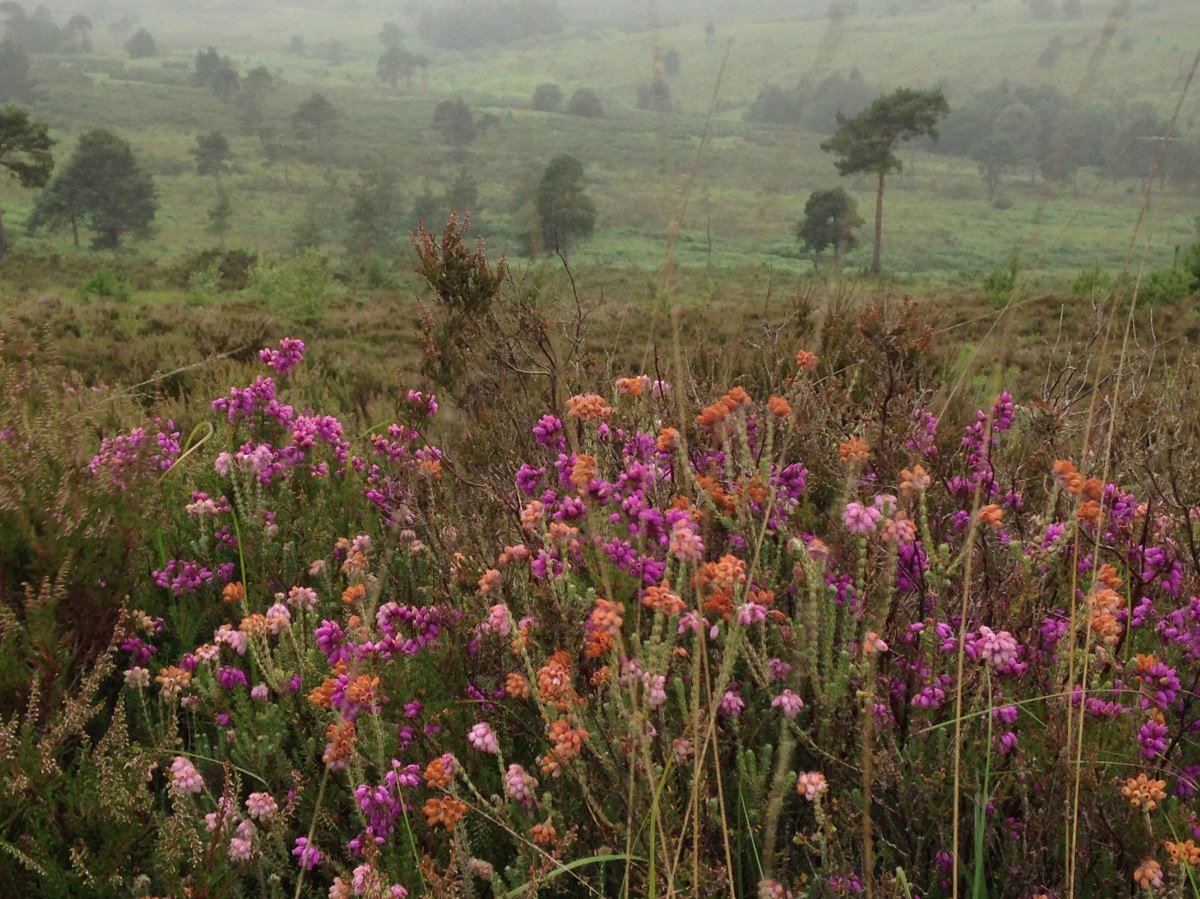 Ashdown Forest – great even on rainy days – Kent walks near London