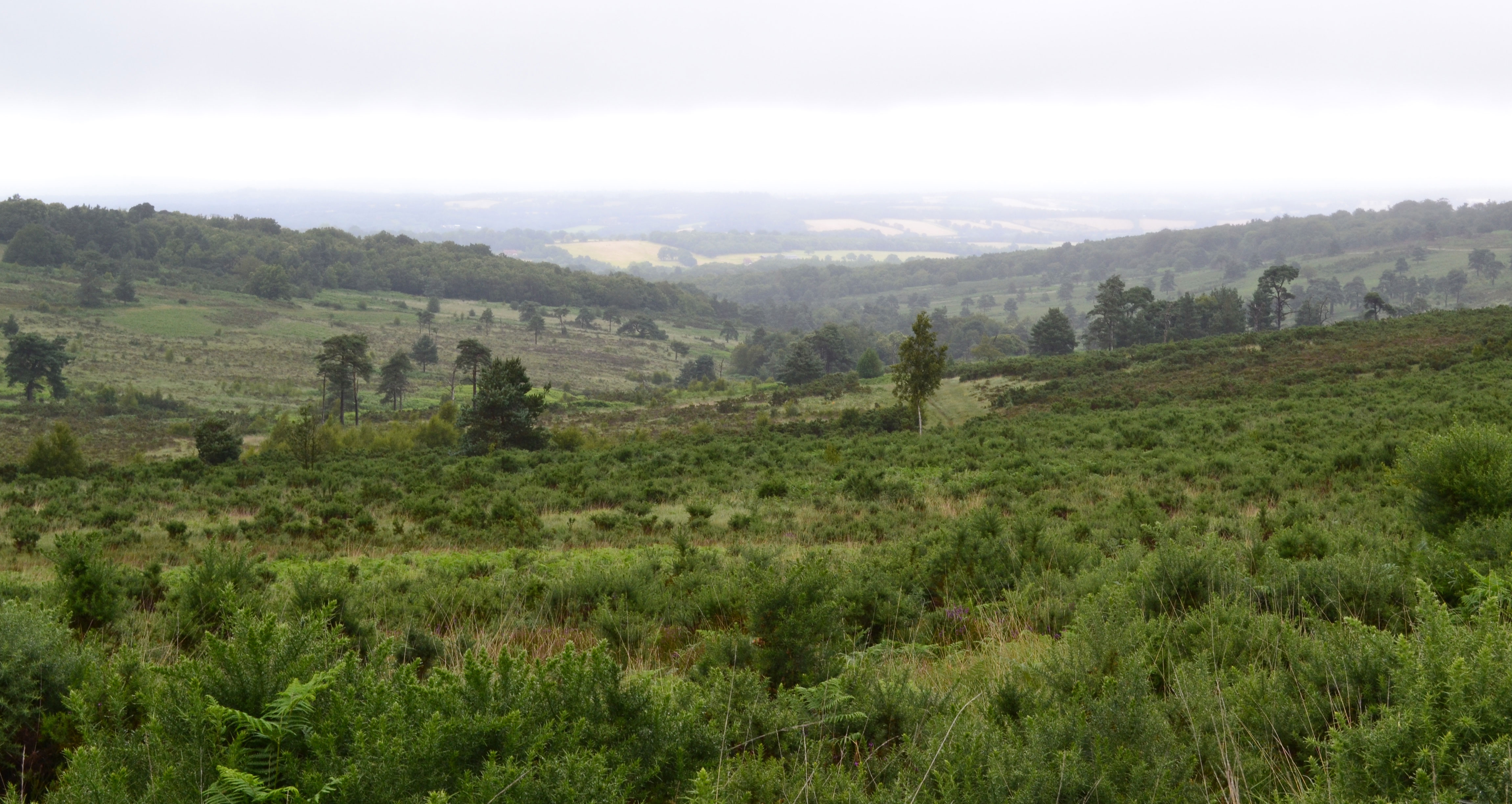 2015-07-20-Ashdown-Forest – Kent walks near London