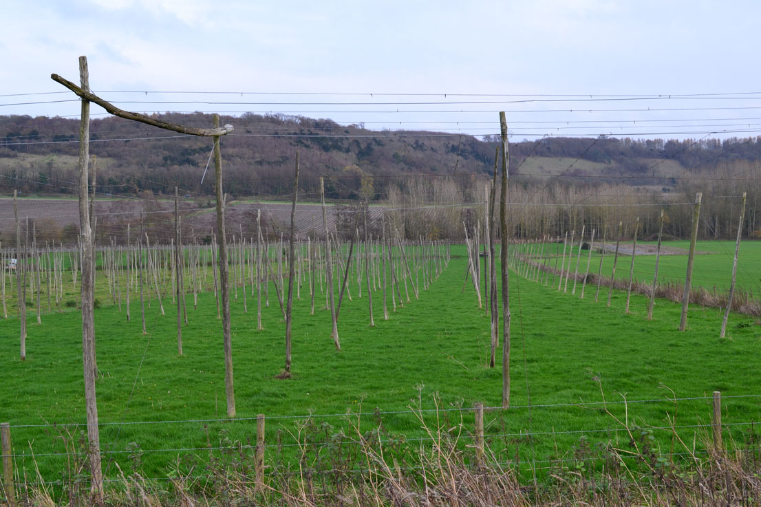 hop-poles – Kent walks near London