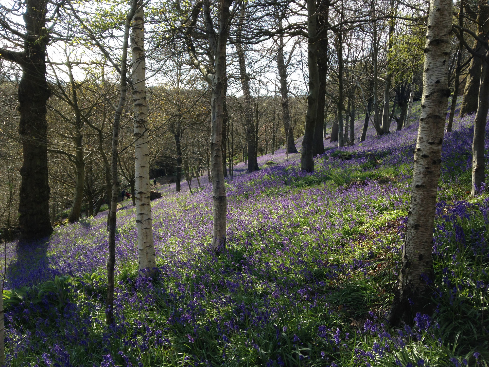 May soleil and last chance for bluebells – Kent walks near London