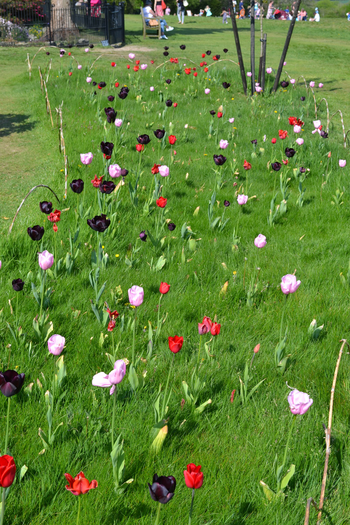 emmetts-tulips-portrait – Kent walks near London
