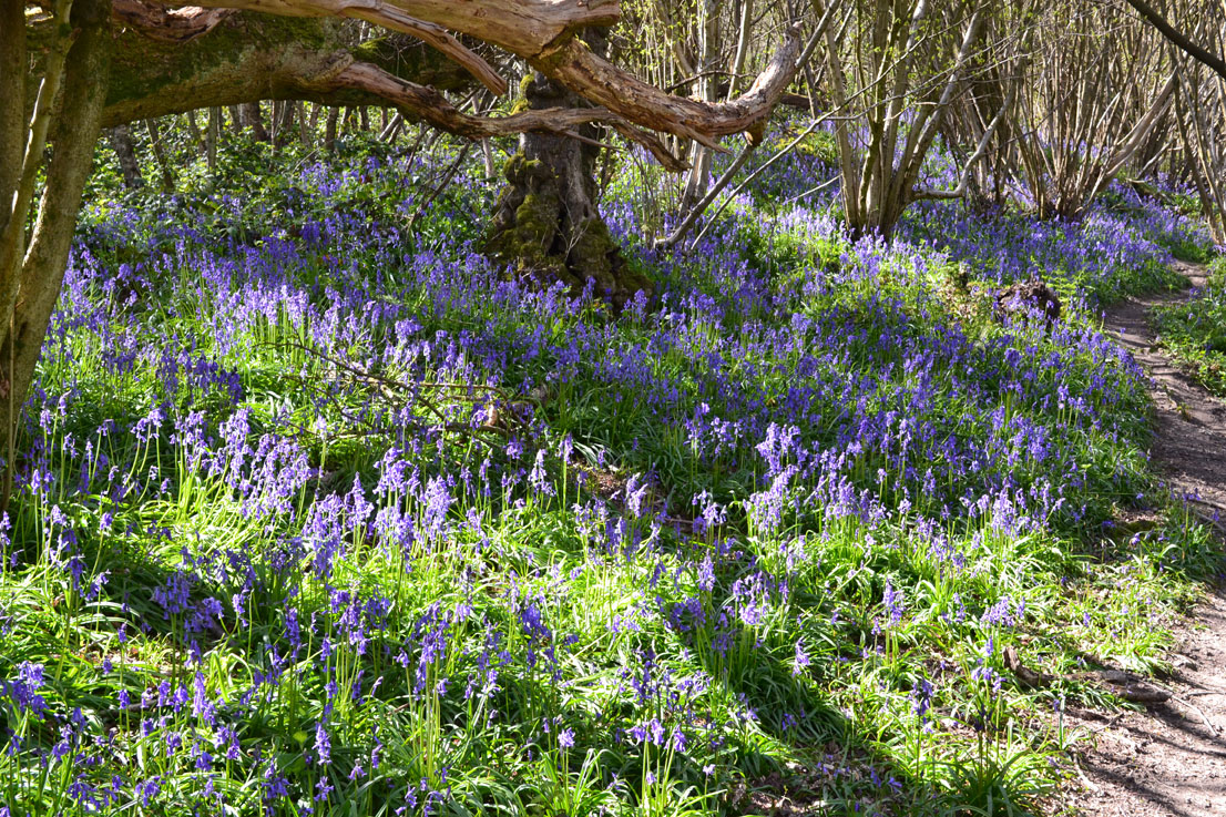 Best bluebell walks in north-west Kent 2019 – Kent walks near London