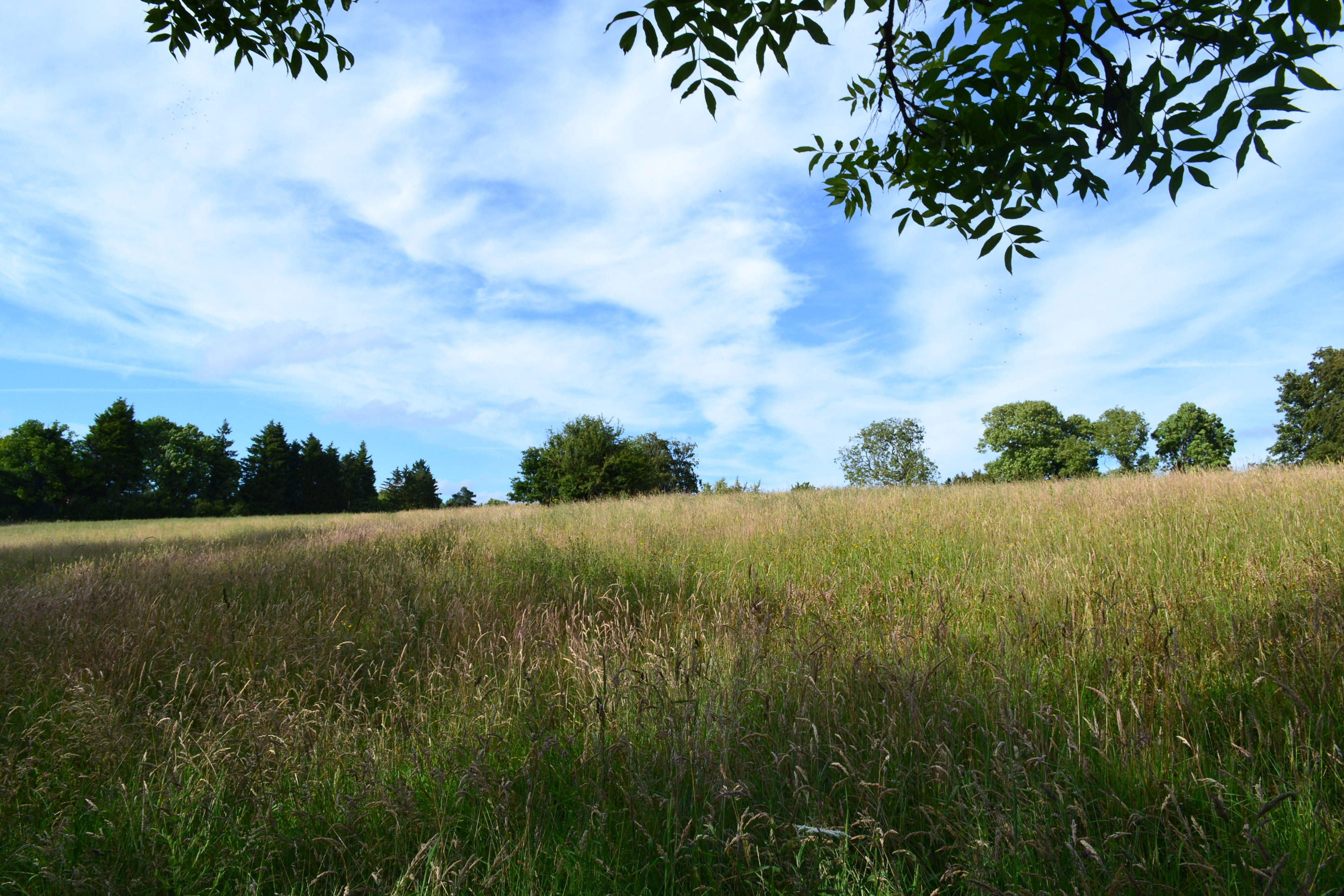hillside-field-downe – Kent walks near London