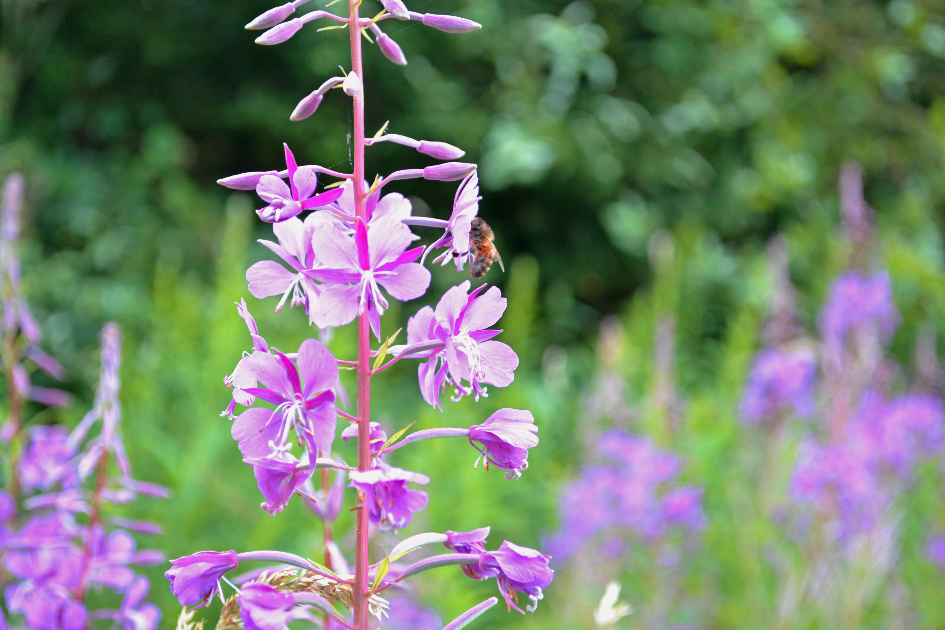 Cities of mauve spires – Kent walks near London