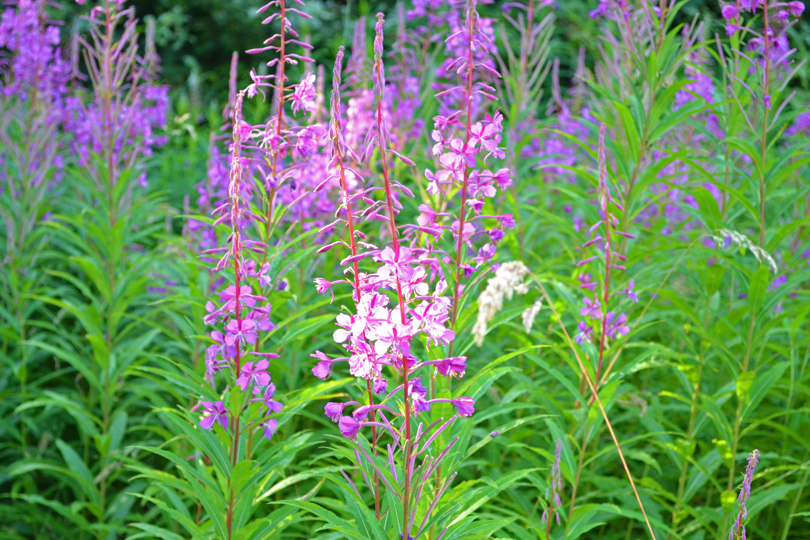 Cities of mauve spires – Kent walks near London