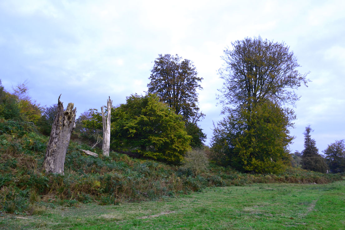 knole-trees-dead-trunks2-10-24-17-24-01 – Kent walks near London