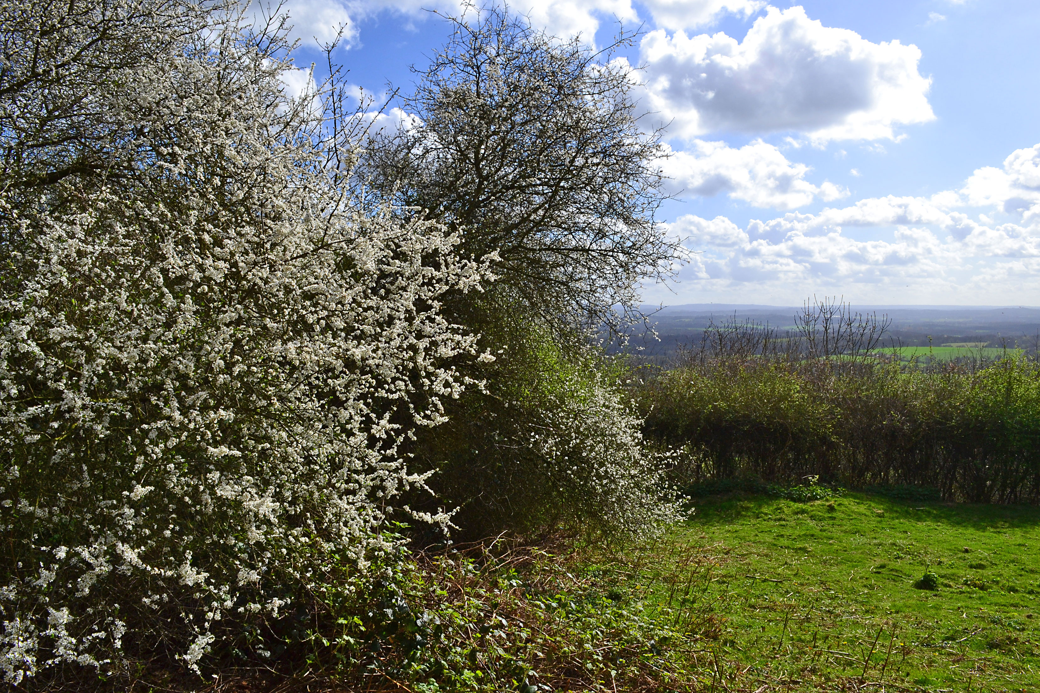 one-tree-hill-view-spring – Kent walks near London