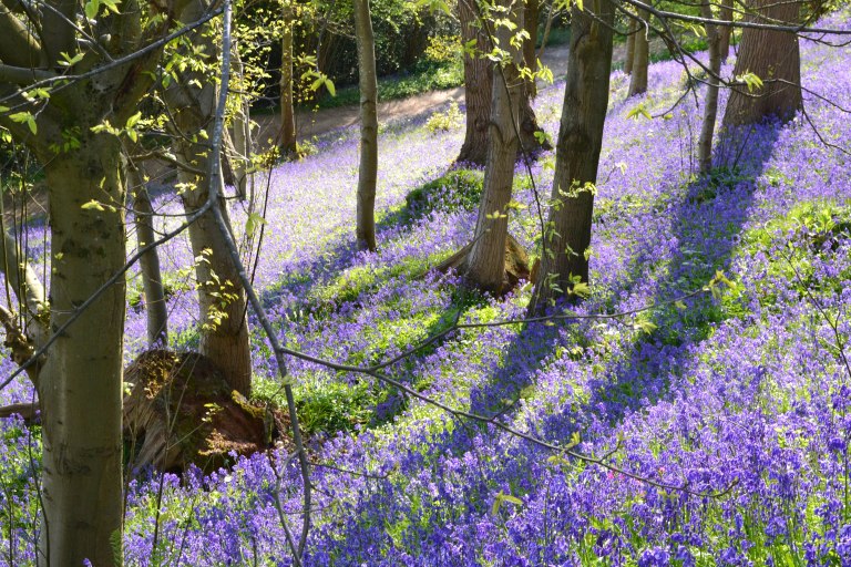 Kent walks near London – A hopefully useful guide to walks within reach ...