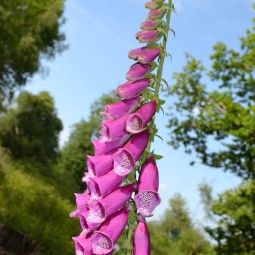 Oldbury’s trees make for a cool heatwave stroll – Kent walks near London