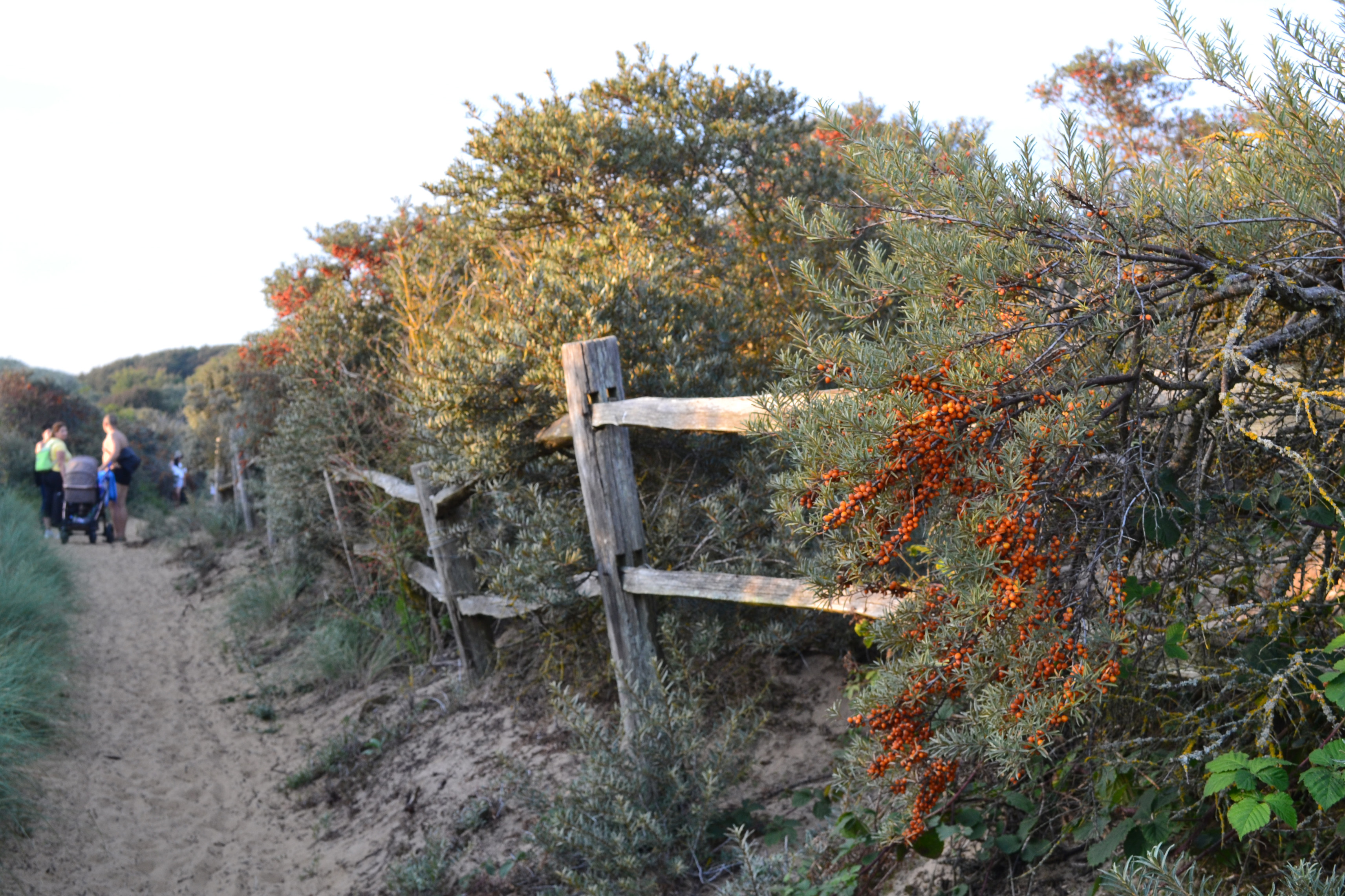 Camber Sands and Romney Marsh on a hot holiday Monday – Kent walks near ...