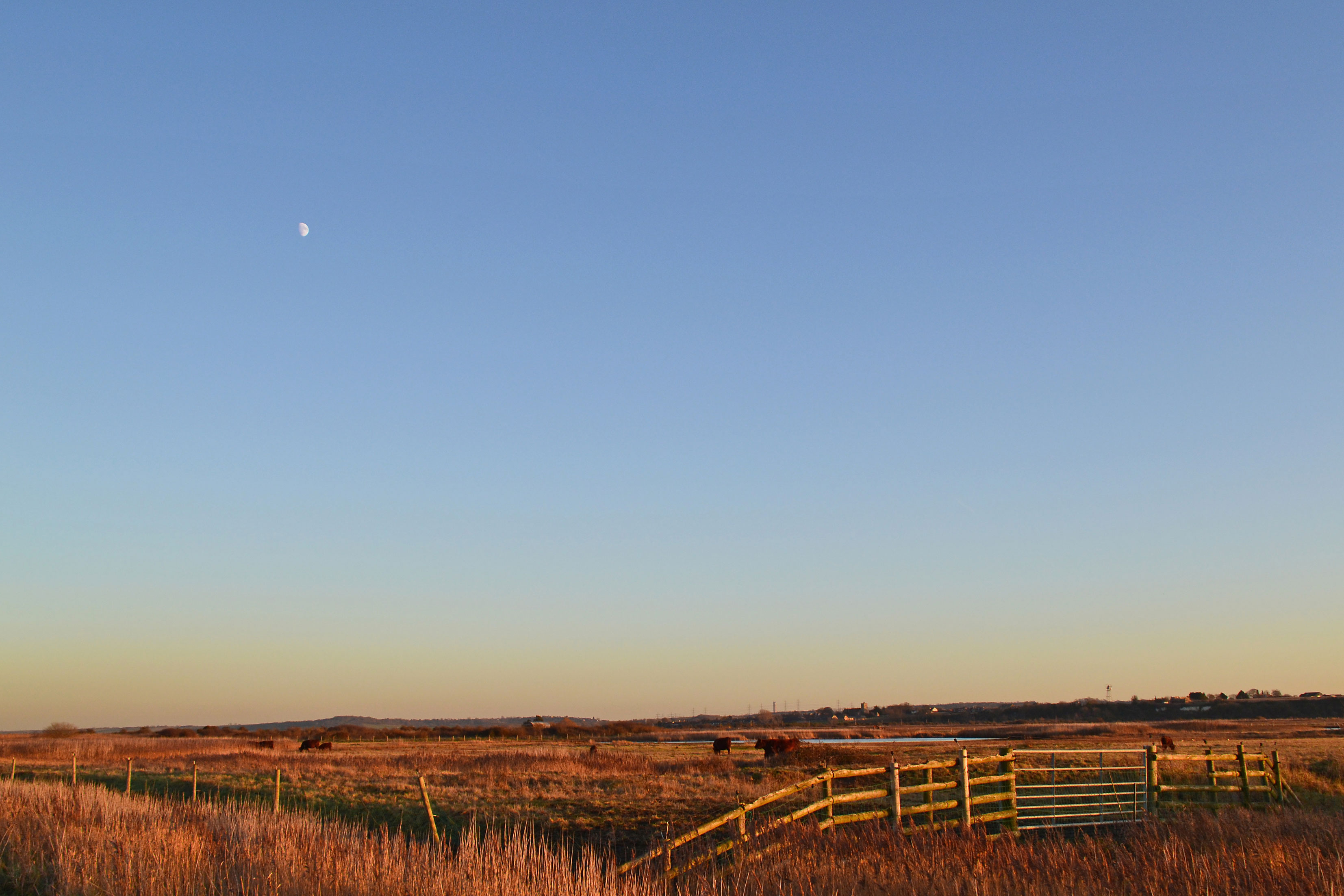Hoo peninsula walk at Cliffe, north Kent – Kent walks near London
