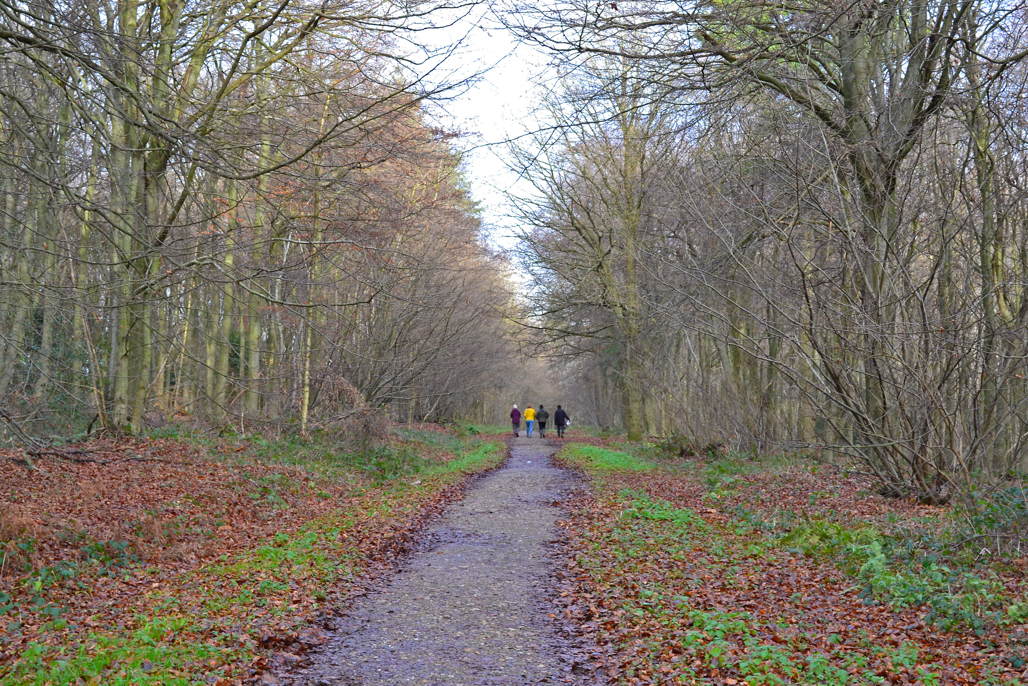 Soft light on a December walk in Kent – Kent walks near London