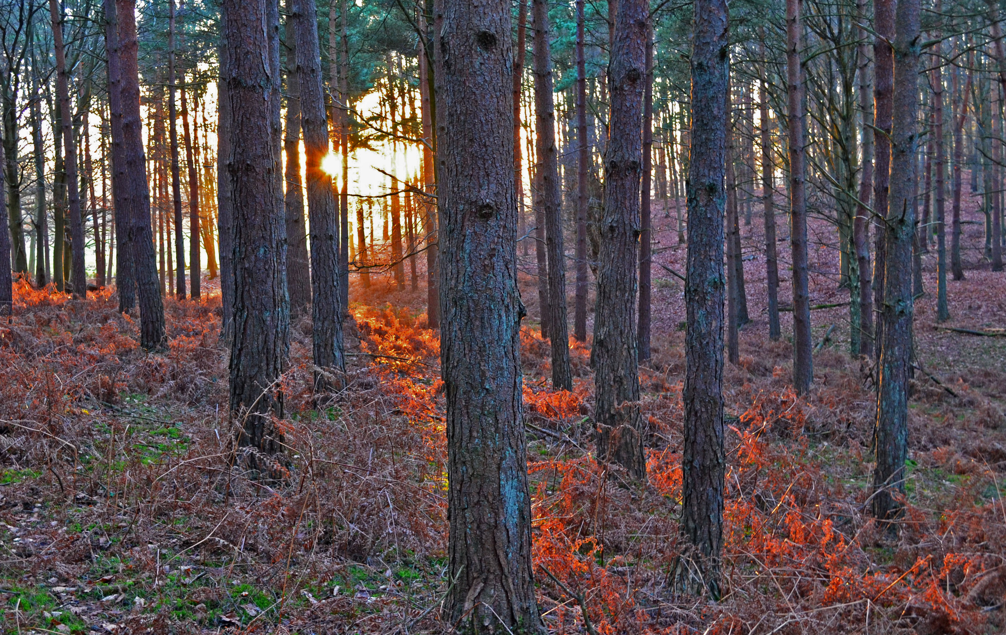 Fancy a mud-free January walk? Then, Knole Park, Kent, is the one ...