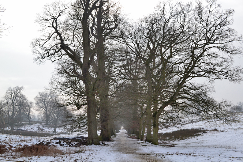 Winter meets spring as Knole thaws – Kent walks near London