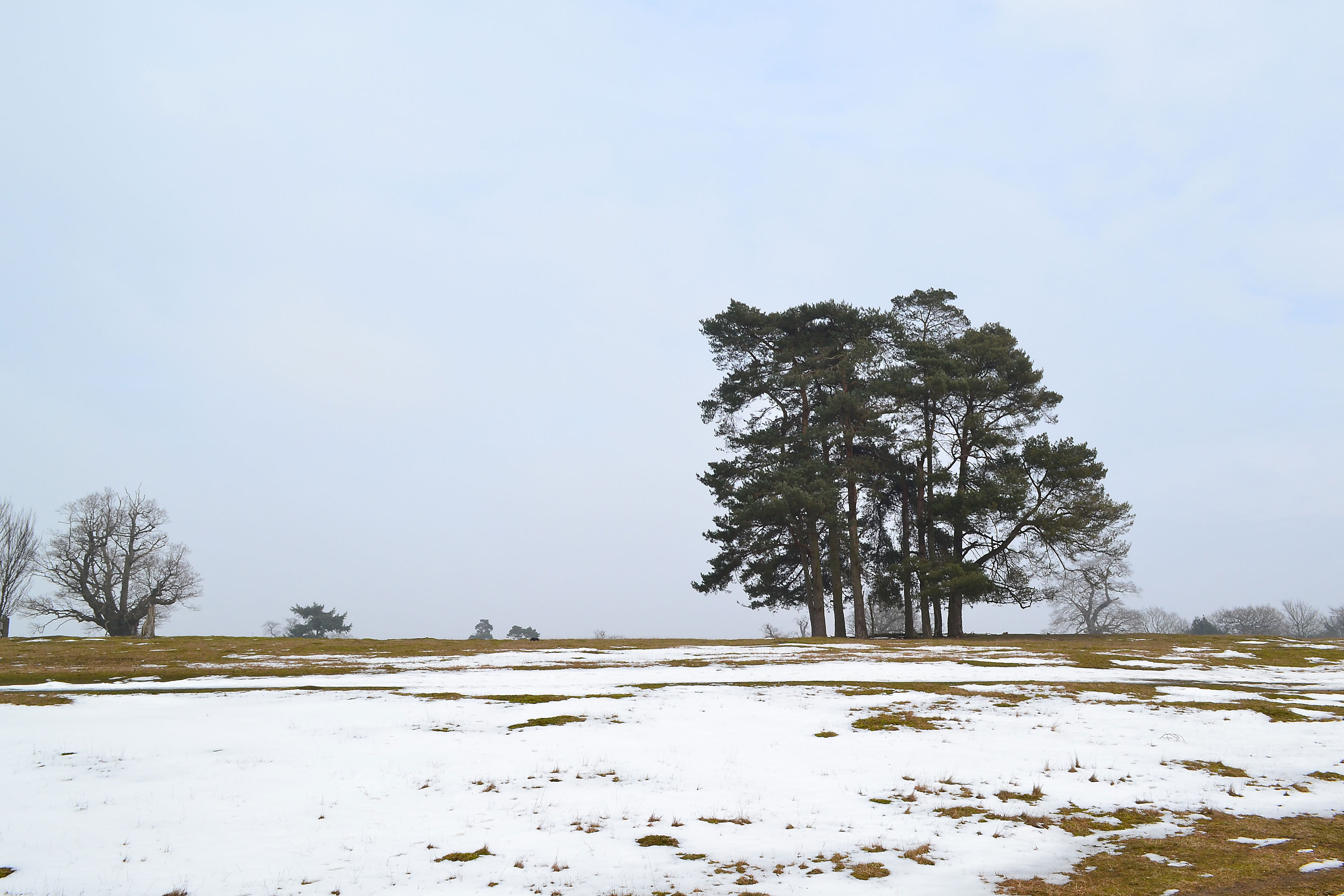 web-pine-clump-2018-03-03-15.35.05 – Kent walks near London