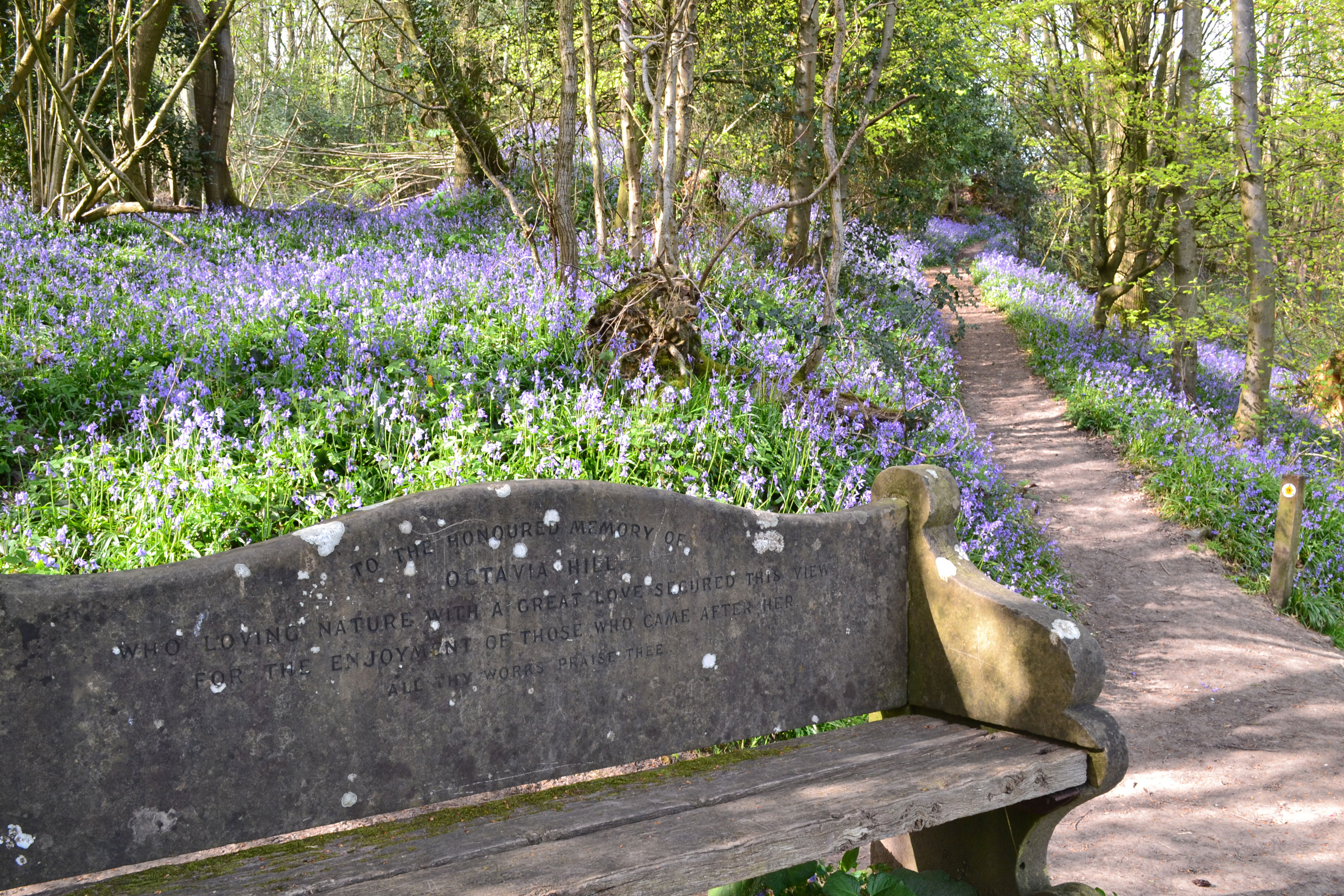 Best bluebell walks in north-west Kent 2019 – Kent walks near London