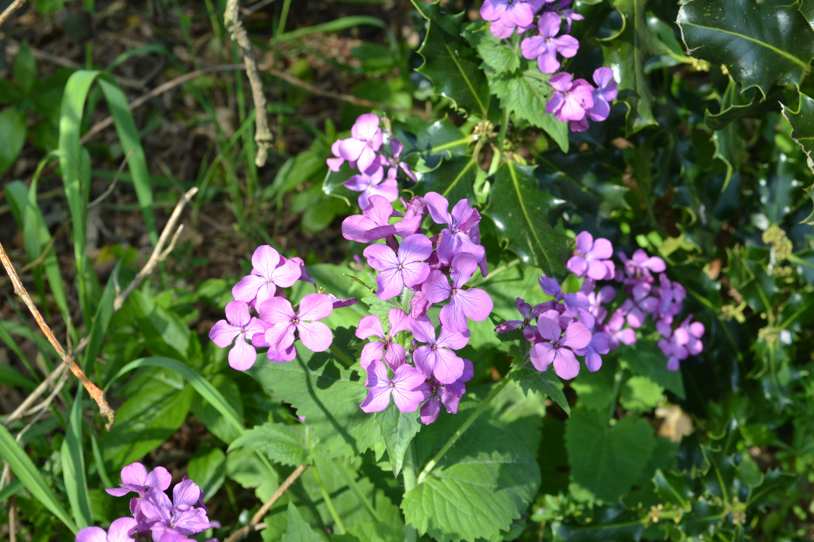 Best bluebell walks in north-west Kent 2019 – Kent walks near London