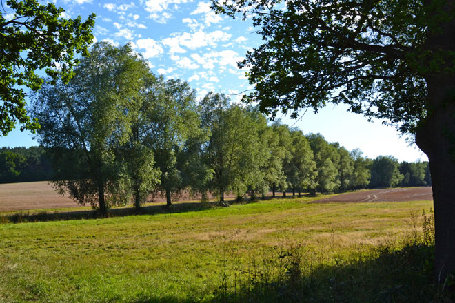 Walk 7: One Tree Hill figure-of-eight 5.5 miles – Kent walks near London