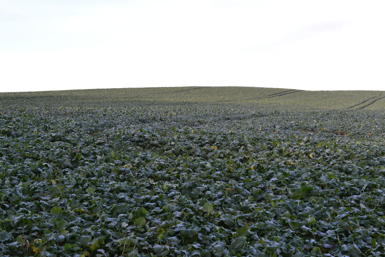 web-1300-cabbage-crop-2018-12-27-14.55.18 – Kent walks near London
