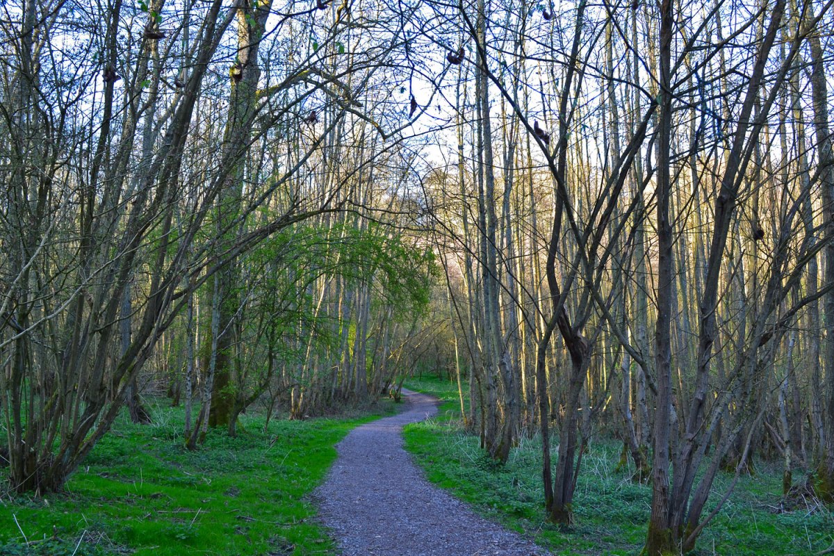 Into the cold woods – Kent walks near London