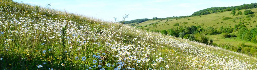 Walk 1: Downe circular 2.6 miles – Kent walks near London