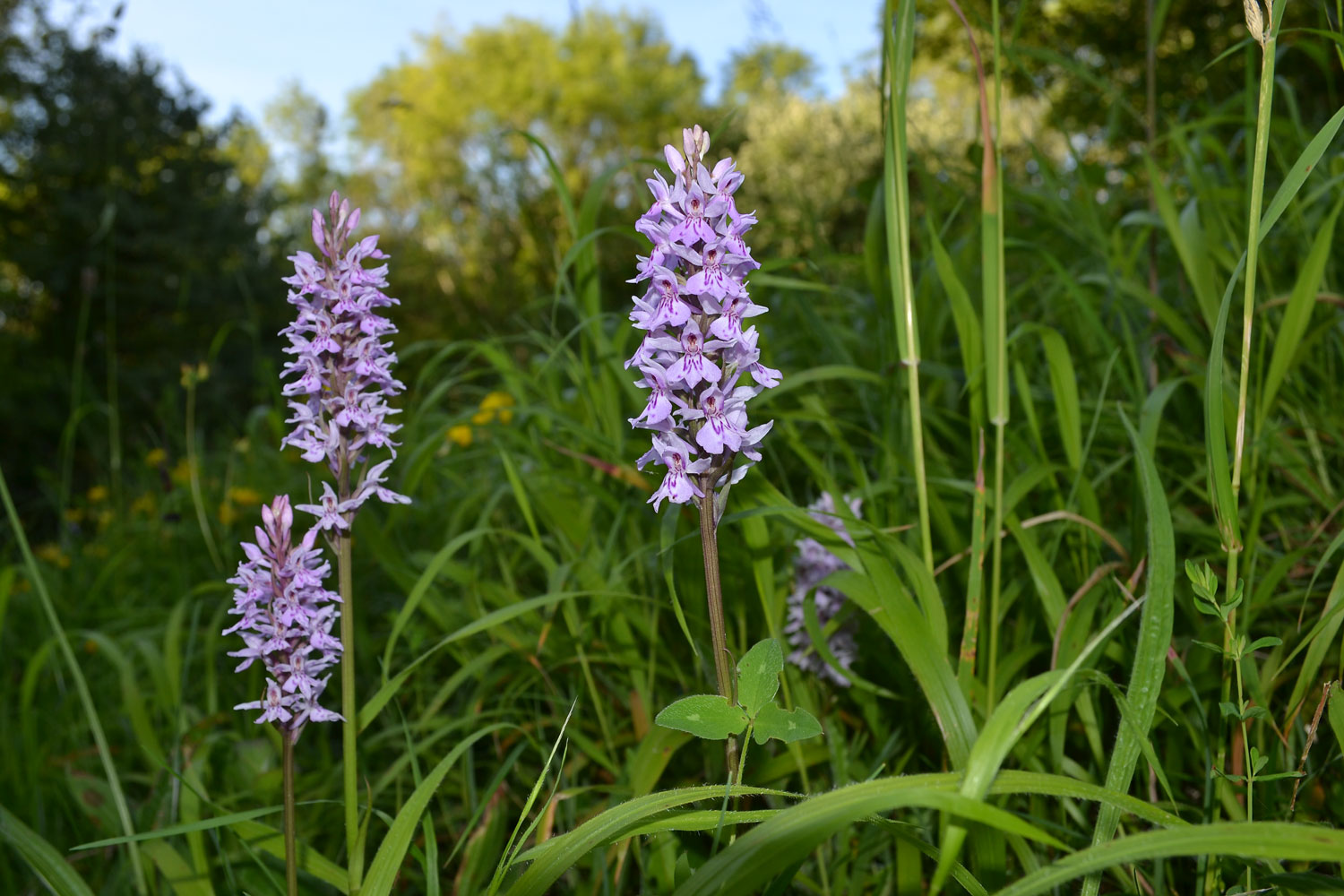 wild flowers – Kent walks near London