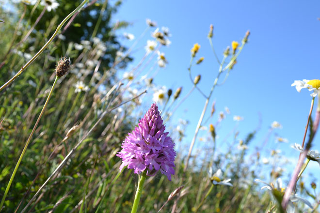 wild flowers – Kent walks near London