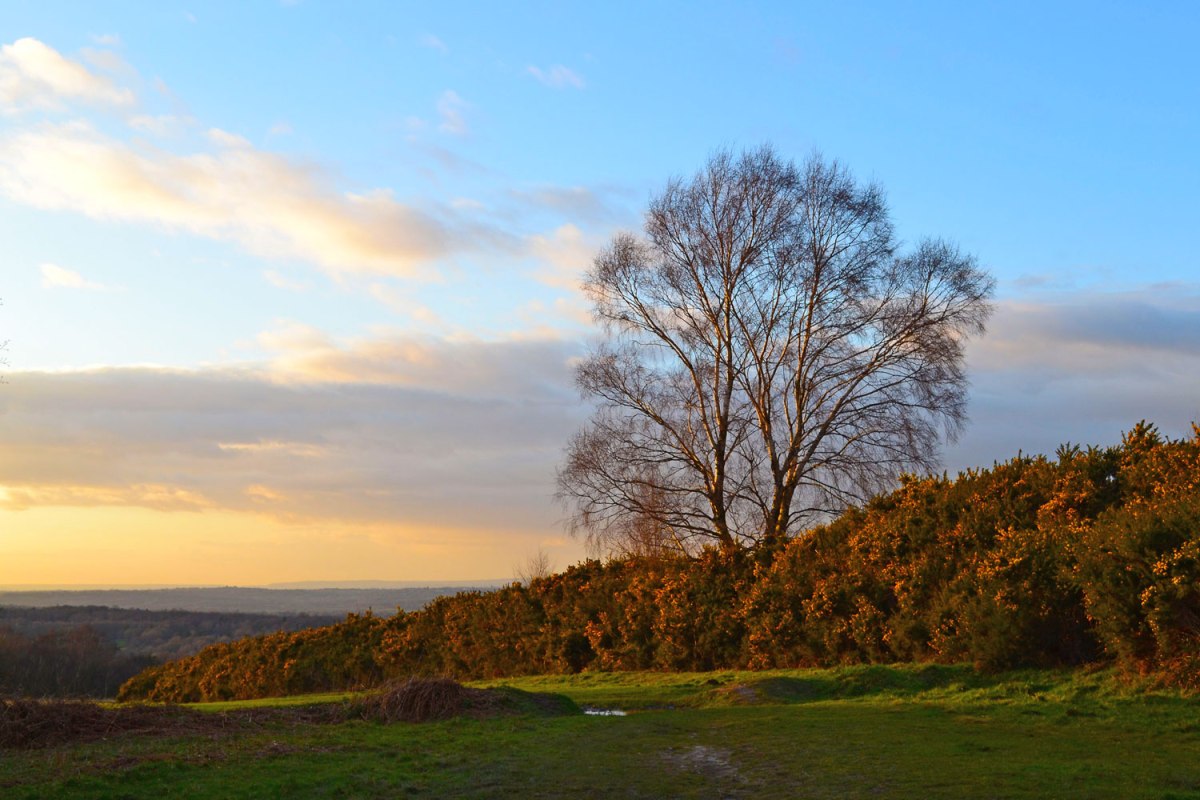 A late winter walk in the Ashdown Forest – Kent walks near London