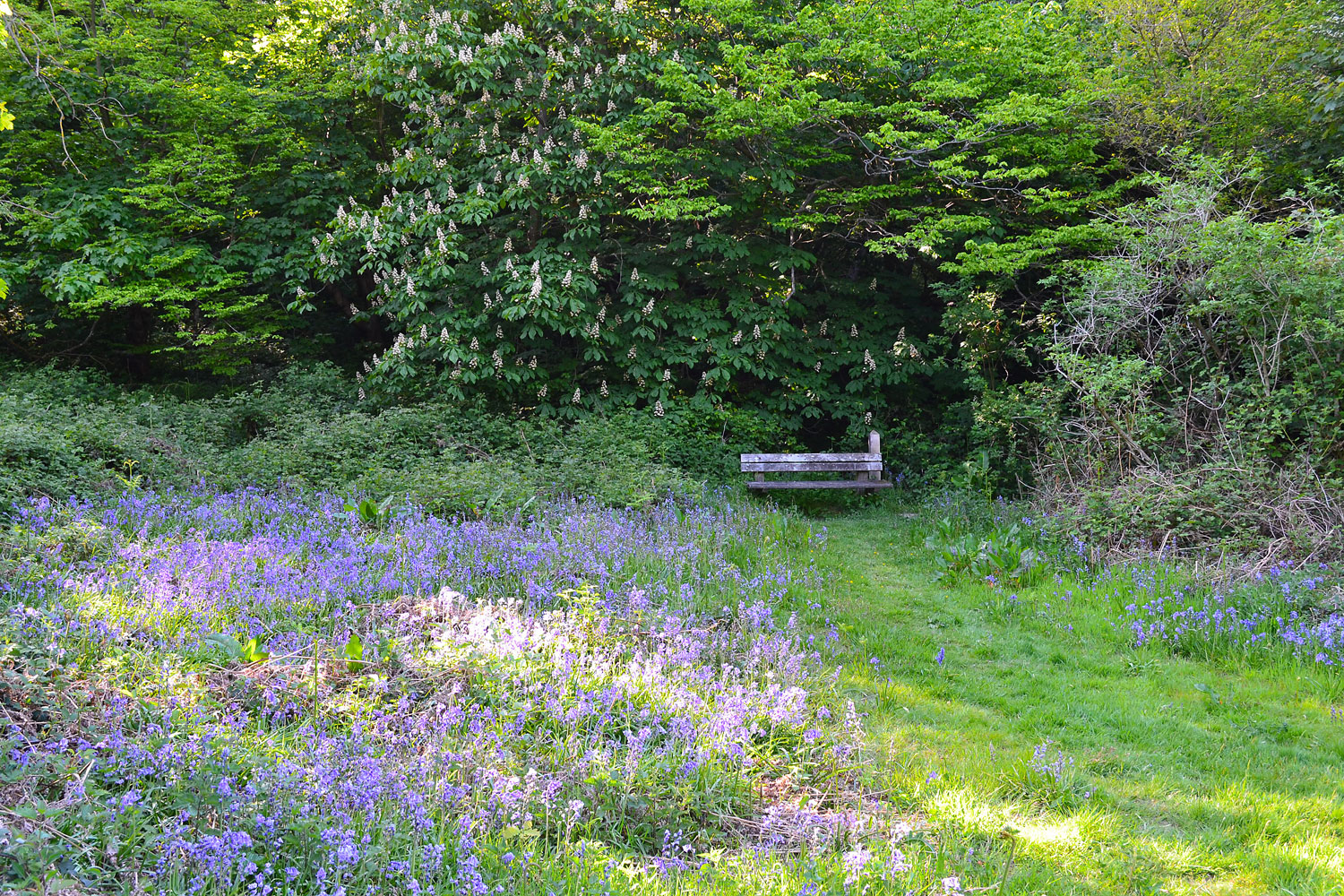 Lullingstone golf course closes – Kent walks near London