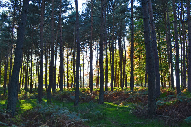 web-660-Knole-forest-2018-10-21-16.11 – Kent walks near London