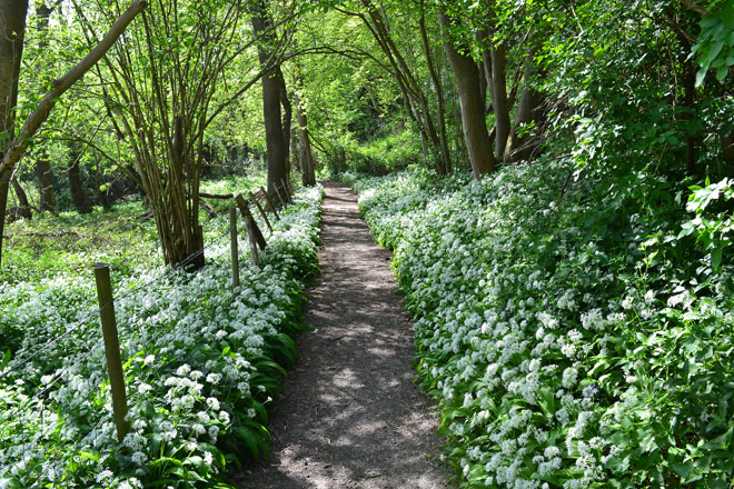 web-660-ransomes-wild-garlic-one-tree-hill-walk-2020-04-23-14.59.23 ...