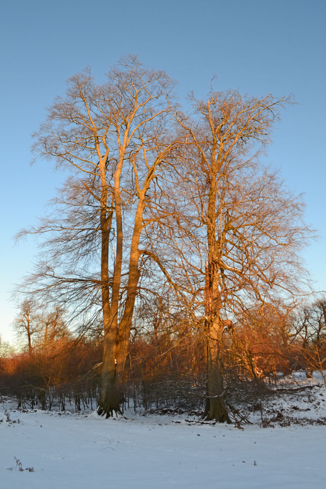 web-660-DSC_0403-huge-beech-portrait – Kent walks near London
