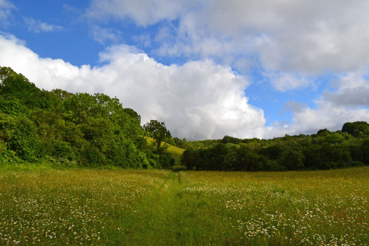 Microclimates and wild meadows – Kent walks near London