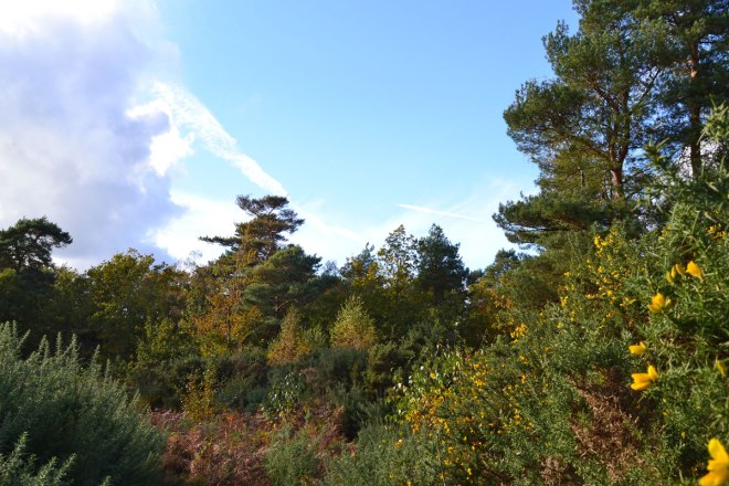 Trains, buses, walks around Keston and Whitstable – Kent walks near London