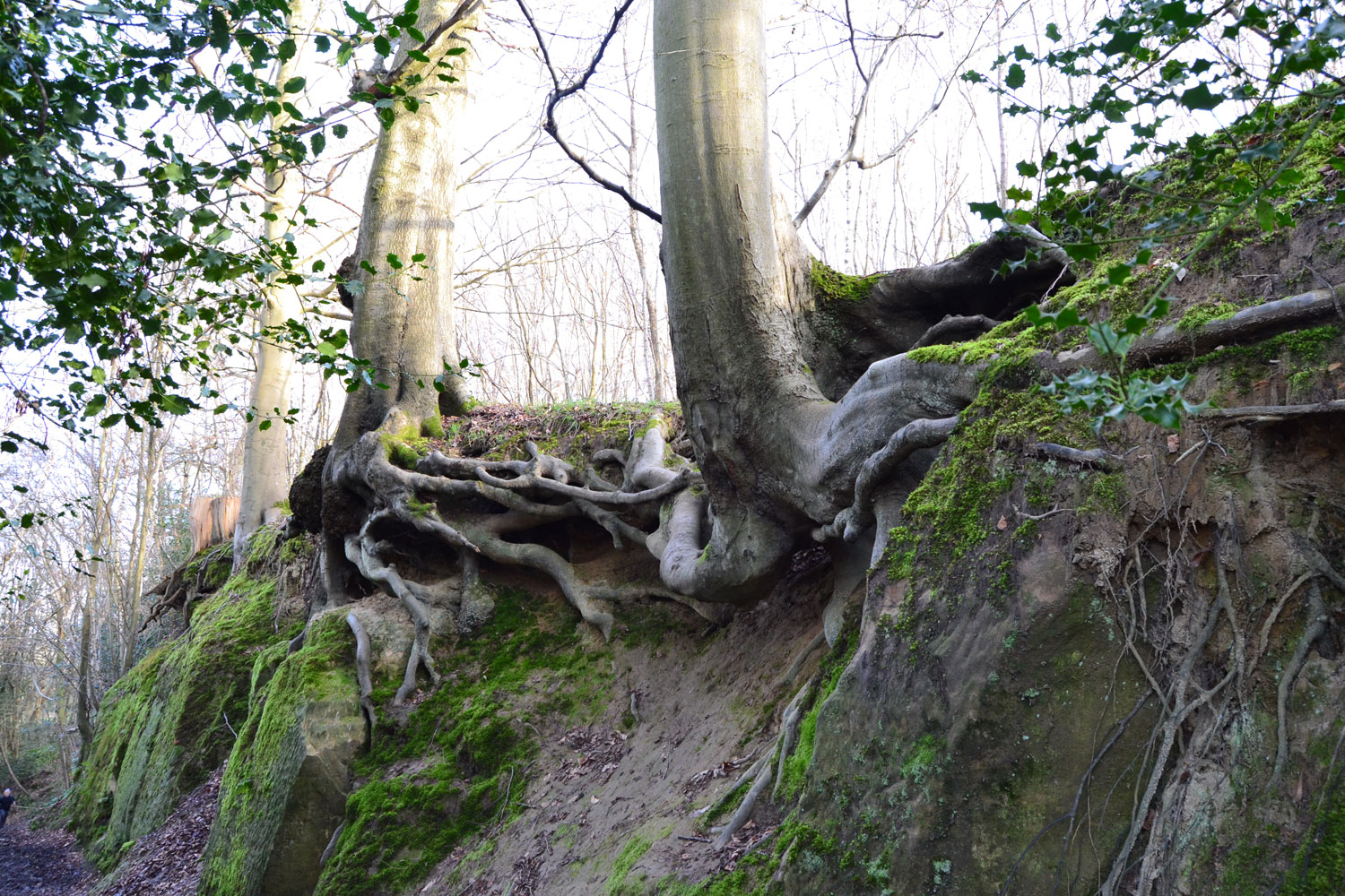 woodland walks – Kent walks near London