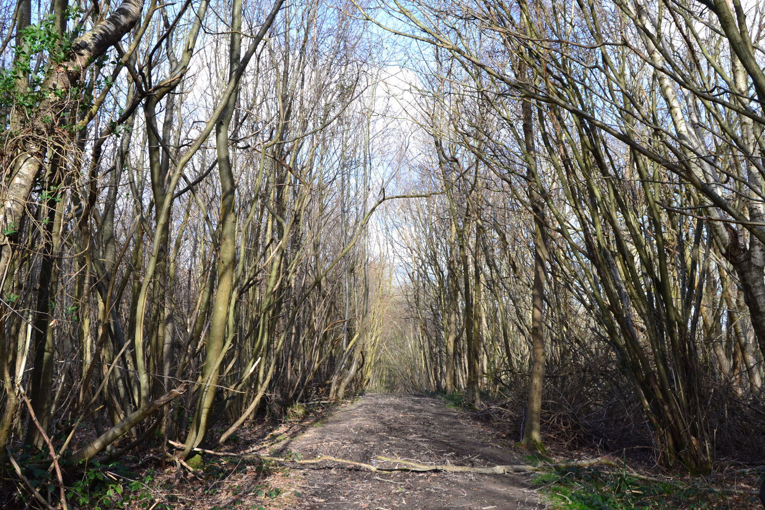 woodland walks – Kent walks near London