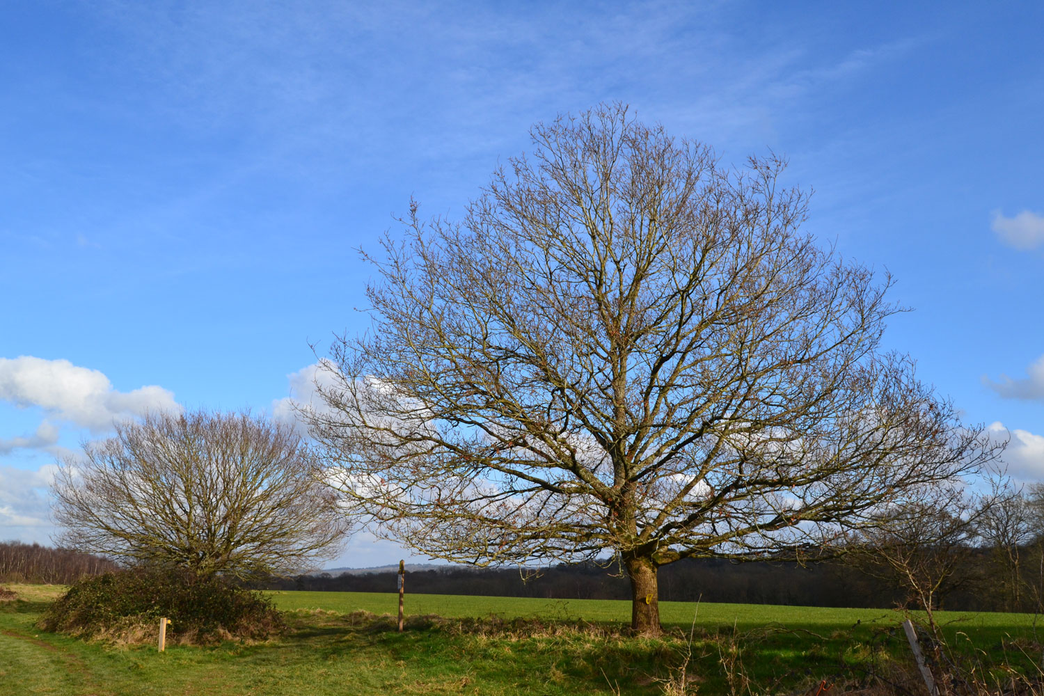 woodland walks – Kent walks near London
