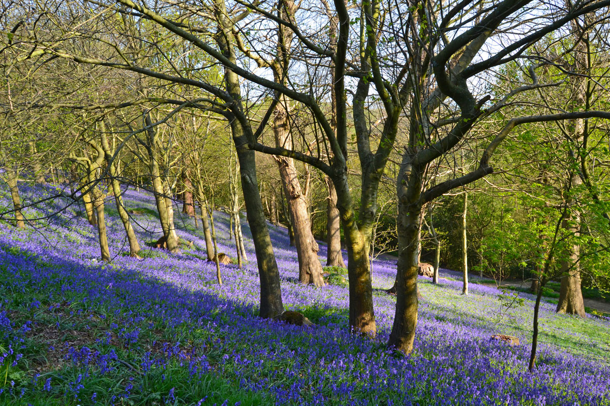 Bluebells in north-west Kent: where’s best? – Kent walks near London