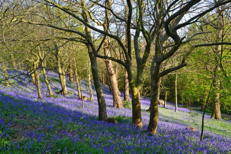 Kent walks near London – A hopefully useful guide to walks within reach ...