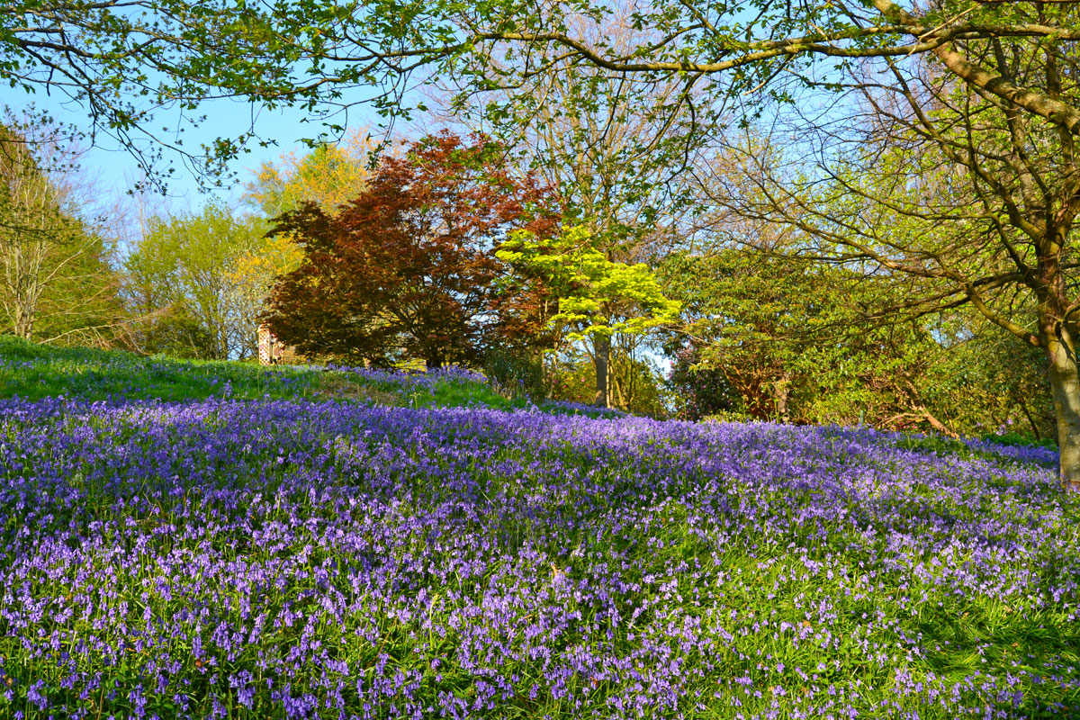 Bluebells in north-west Kent: where’s best? – Kent walks near London
