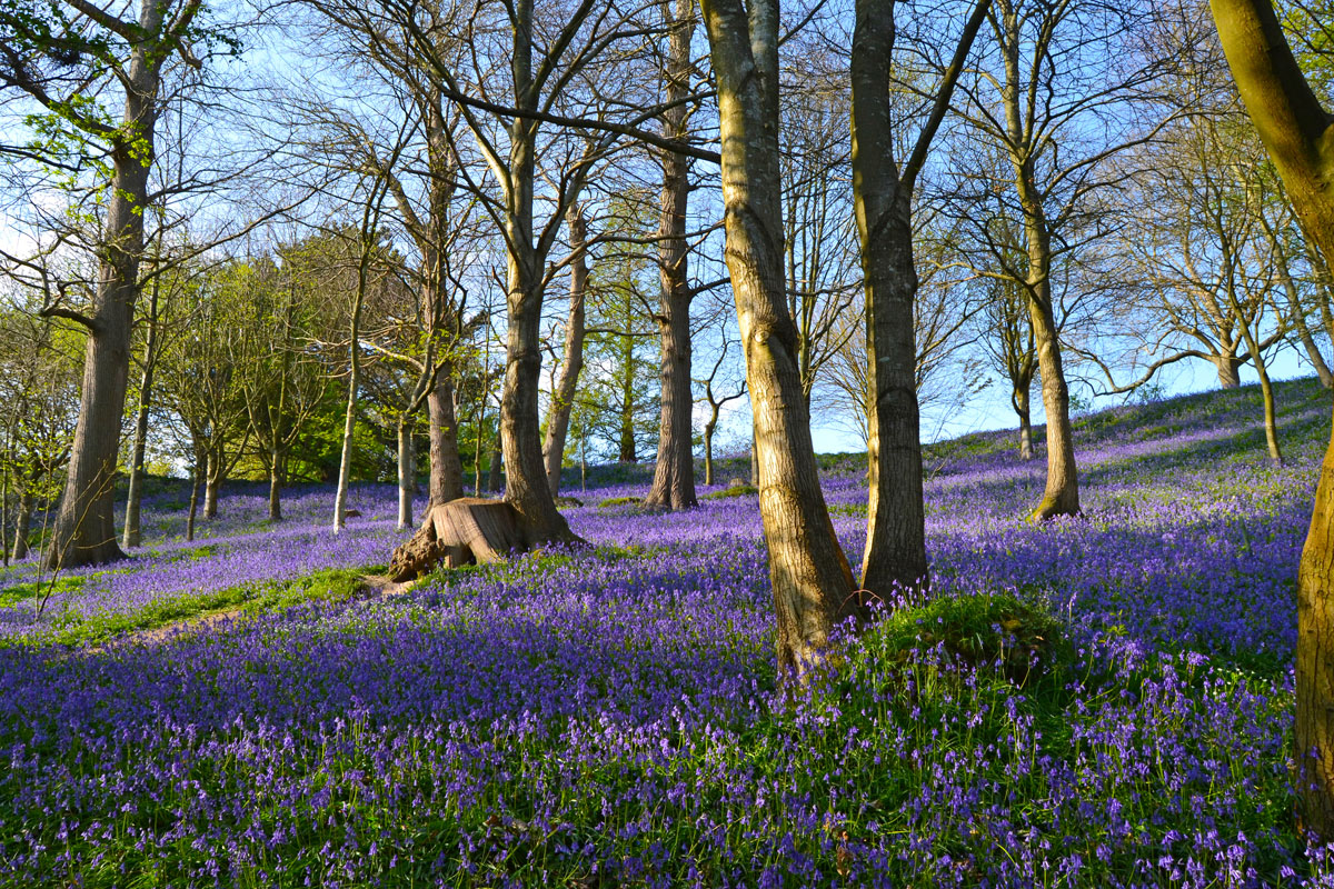Bluebells in north-west Kent: where’s best? – Kent walks near London