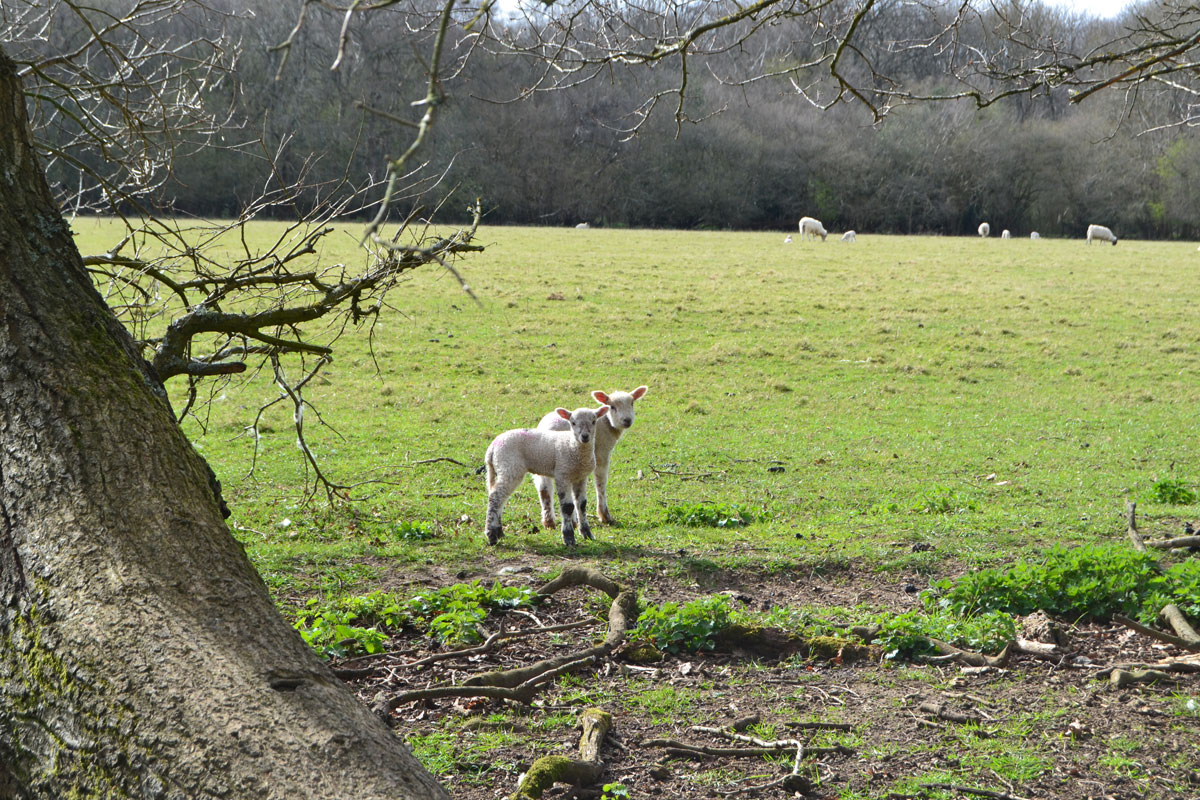 Cudham route firmed up – literally – Kent walks near London