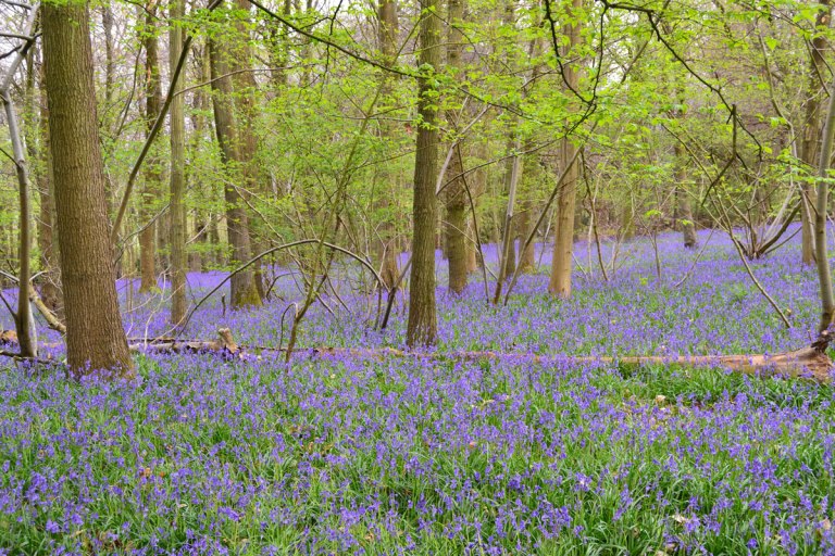 Kent walks near London – A hopefully useful guide to walks within reach ...