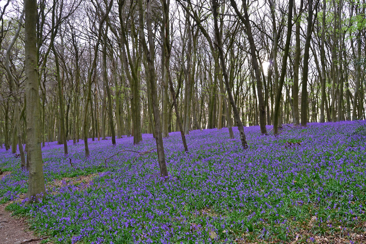 Bluebells in north-west Kent: where’s best? – Kent walks near London