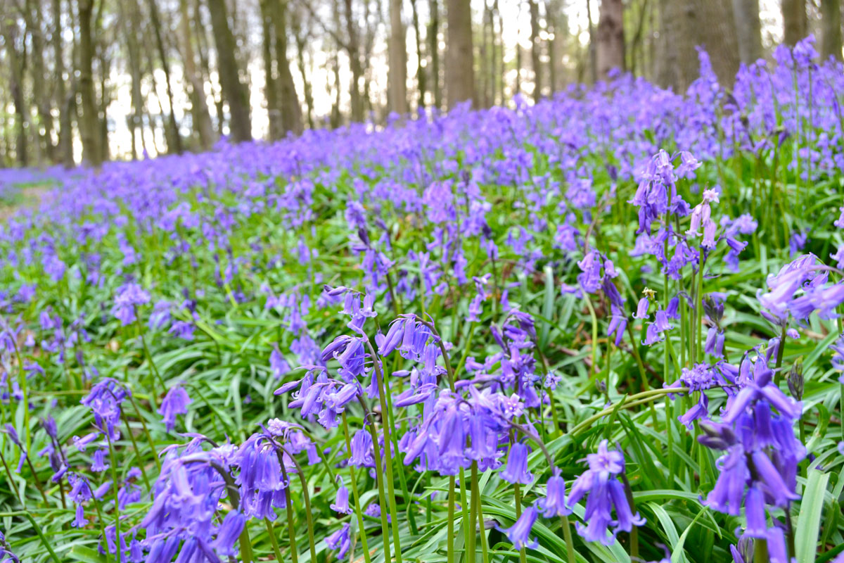 Kent walks near London – A hopefully useful guide to walks within reach ...