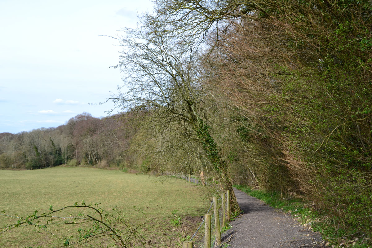 Cudham route firmed up – literally – Kent walks near London