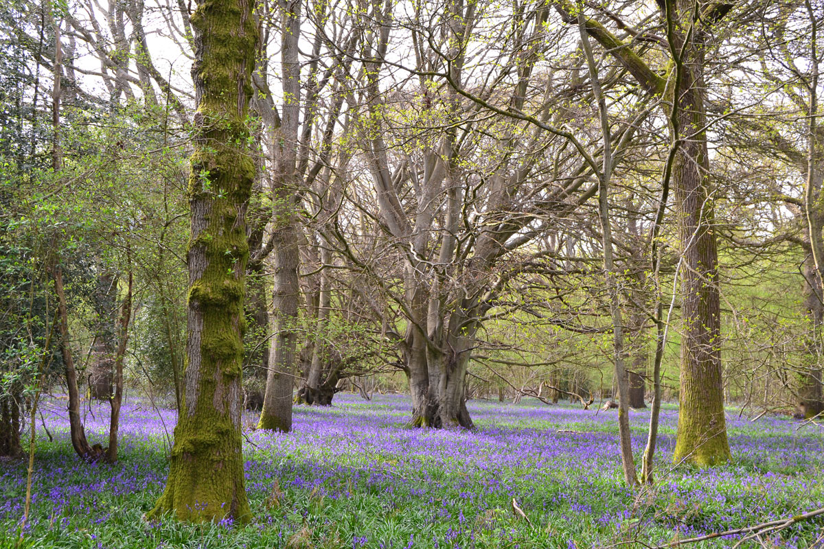 Bluebells in north-west Kent: where’s best? – Kent walks near London